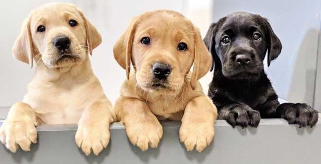 Update on our Sponsored Guide Dog Puppies